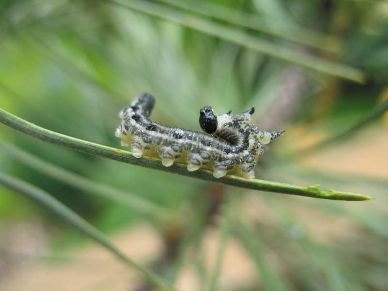 Pine sawflies
